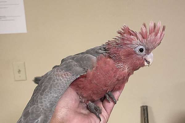 Rose breasted cockatoo