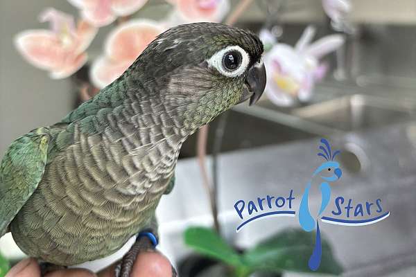 Baby Turquoise Green Cheek Conure Available at Parrot Stars!