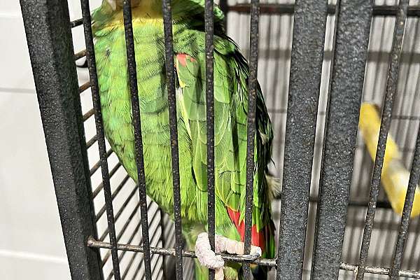 Double Yellow Head Parrot