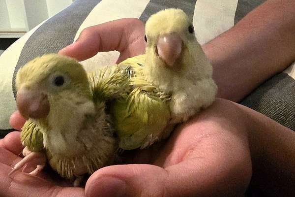 Baby Quakers
