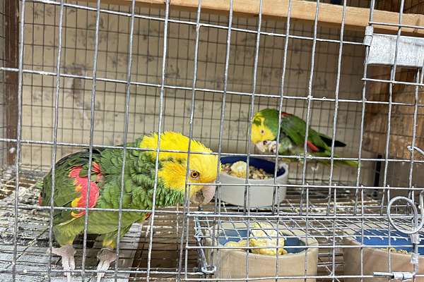 Pair Of Double Yellow Head Amazons