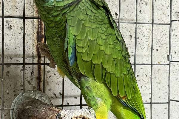 Male Yellow Shoulder Amazon