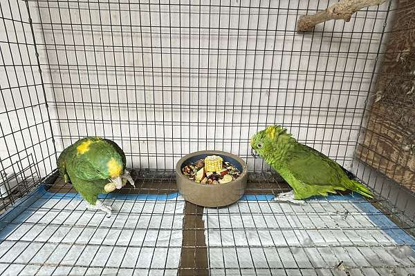 Pair of Yellow Naped Amazons