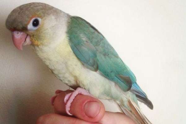 BABY Cinnamon Turquoise CONURE