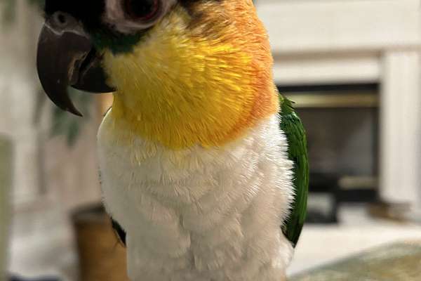 Black headed caique