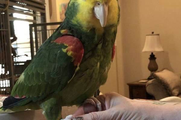 Female Double Yellow Headed Amazon Parrot - Polly