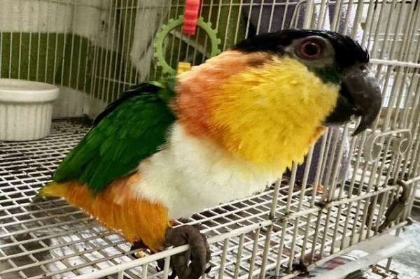 Female Black Headed Caique