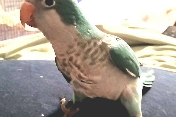 Baby blue Quaker Male