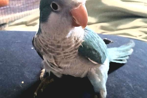 Baby Quaker Parrot, Blue Male