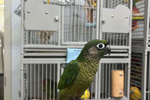Maroon Belly Conure Baby