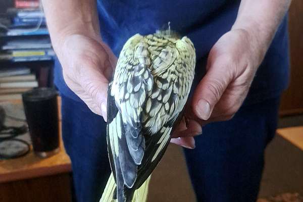 Cockatial pied pearl male