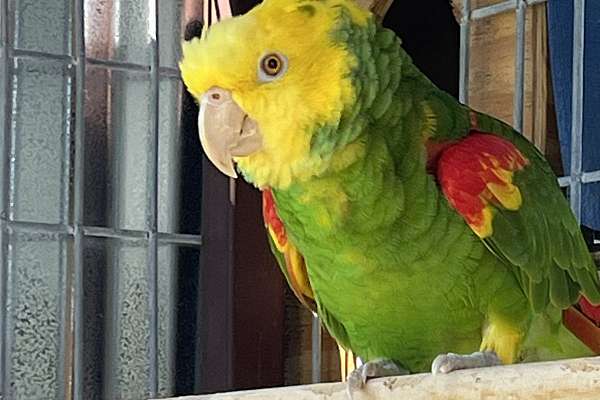 Double yellow headed Amazon parrot