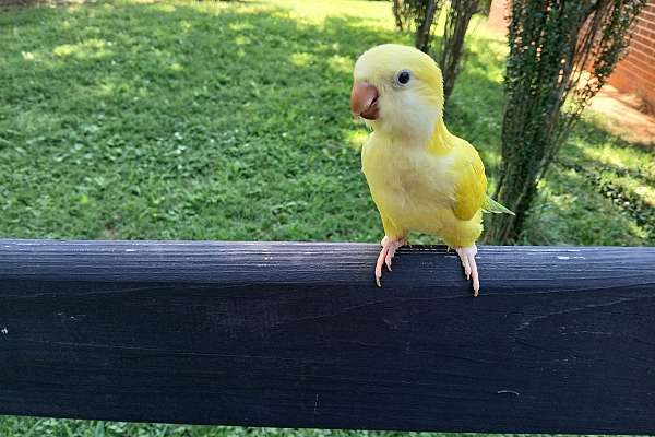 Baby quaker