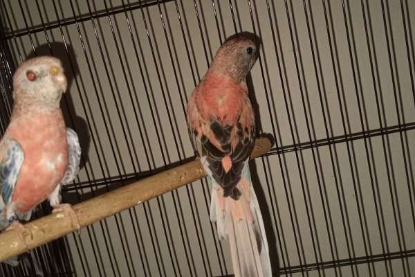 Rosy Bourke Parakeet young pair