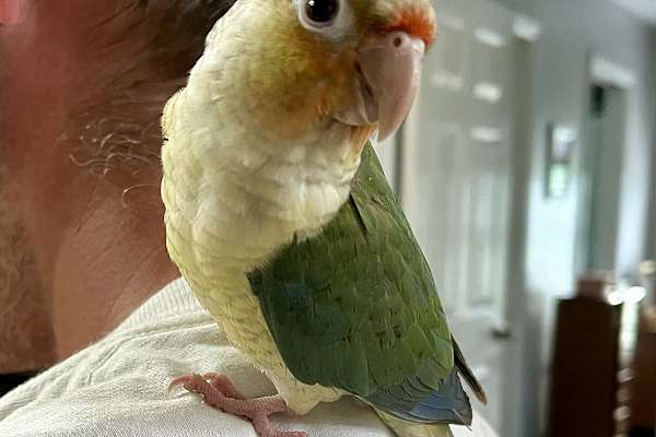 Turquoise Pineapple Green Cheek Conure Female