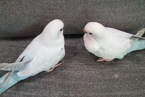 Baby Quakers Blue Crossover