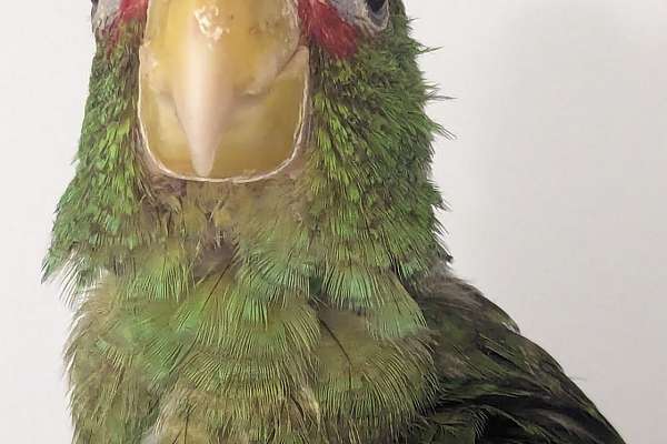 White Fronted Amazon