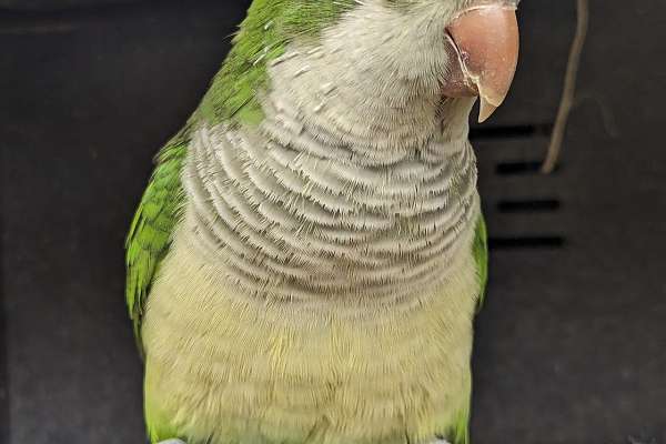 Green Quaker