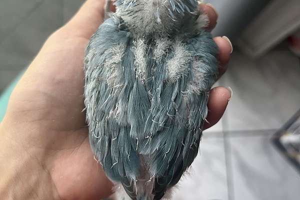 Blue Opaline Quaker
