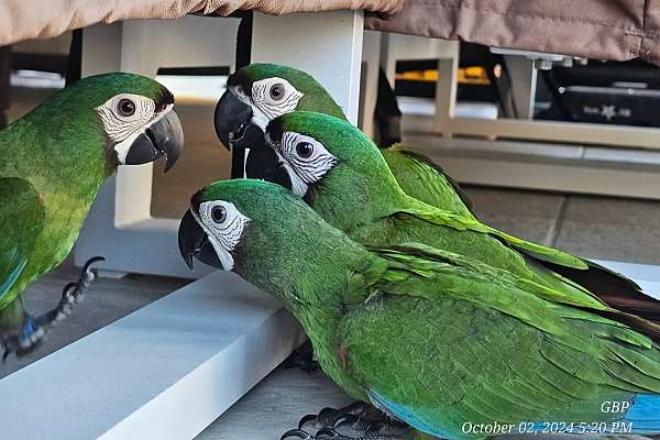Severe macaw