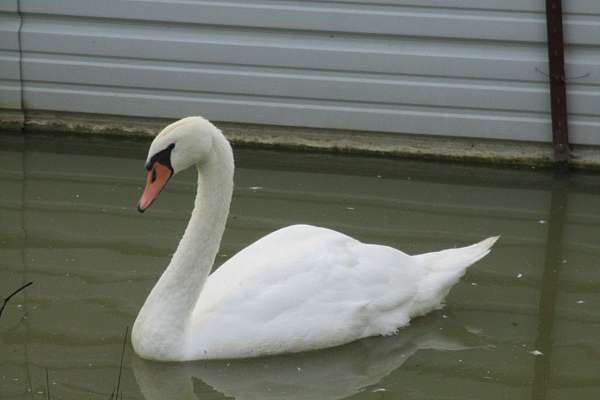 Mute Swan - Male