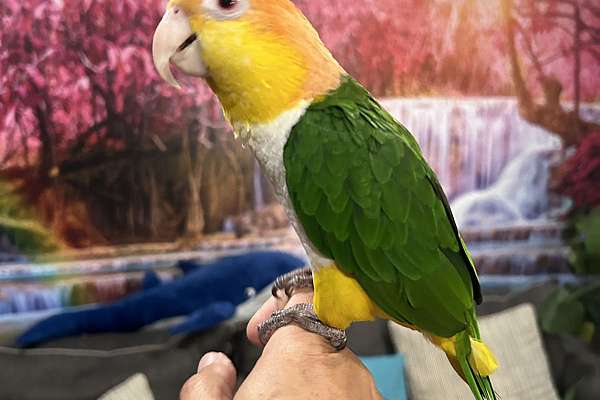Beautiful male white bellied caique