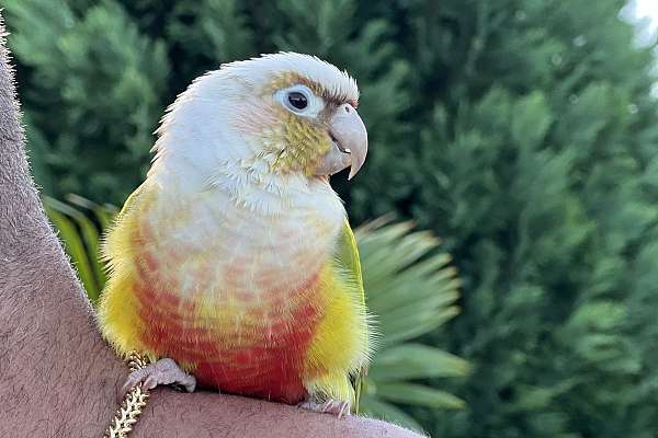 Pineapple Conure