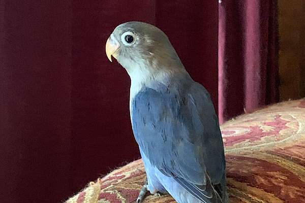 Female violet lovebird
