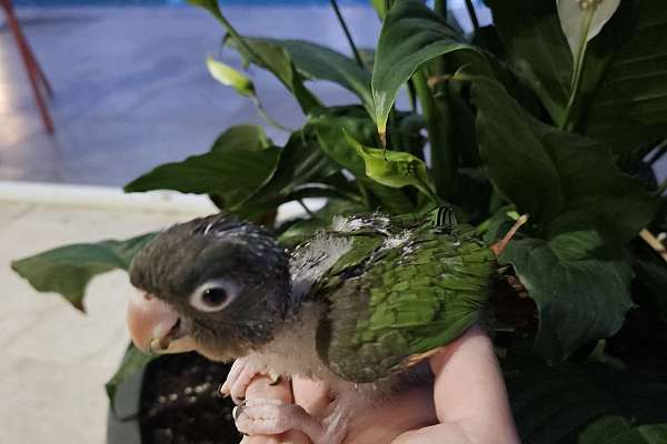 Blue crowned conure
