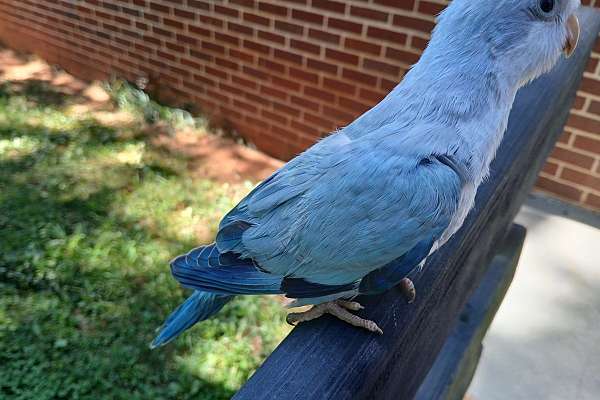 Baby Quaker