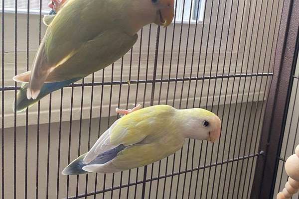 Proven pair lovebirds