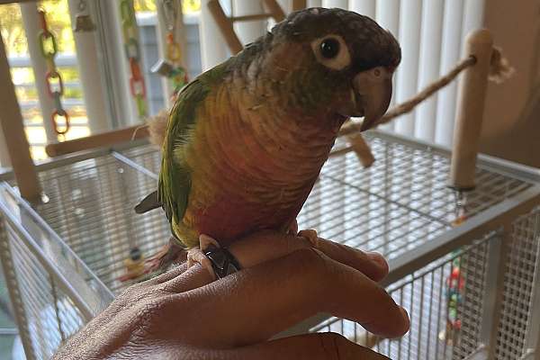 Conure Parrot