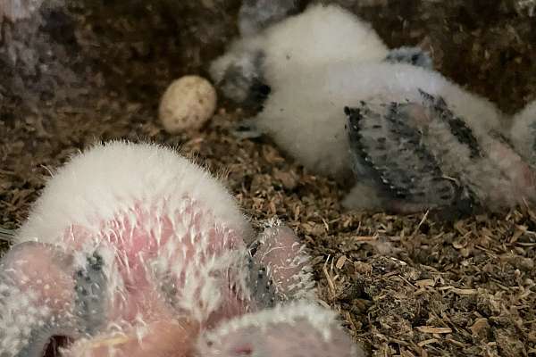 Baby quaker cobalts..