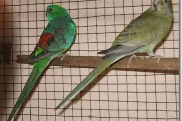 Red rump parakeet proven pair