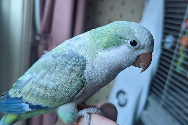 Turquoise Opaline Quaker (No Shipping, DNA pending)