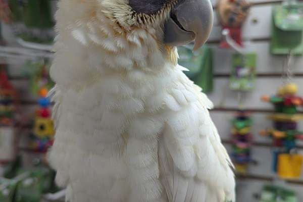 Goffin Hybrid Cockatoo