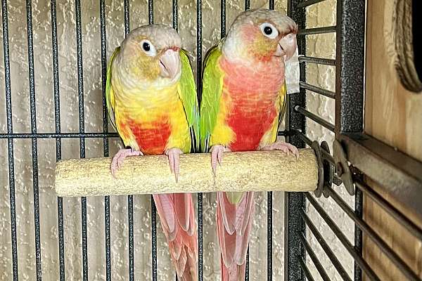 Proven Breeding Pair Pineapple Green Cheek Conures