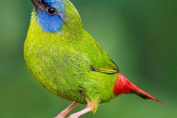 blue-faced parrotfinch - proven breeding pair