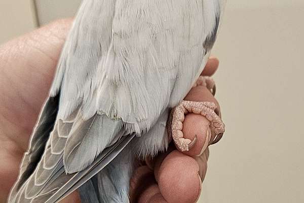 Handfed blue crossover/pallid Quaker Parrot