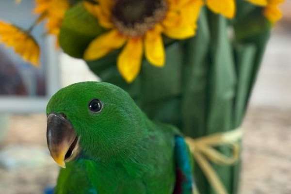 super sweet Red Sided Eclectus Baby