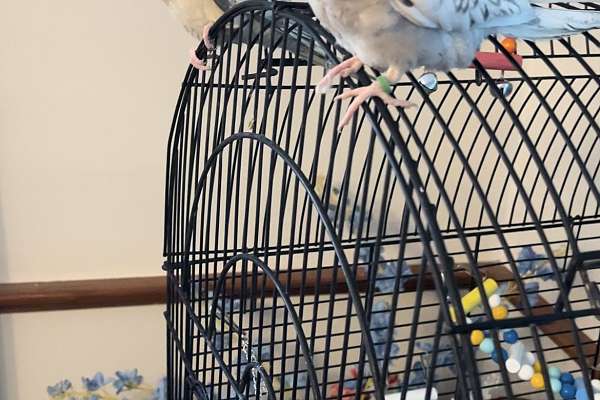 Pair of cockatiels