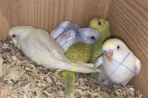 Baby “Budgie” Parakeets