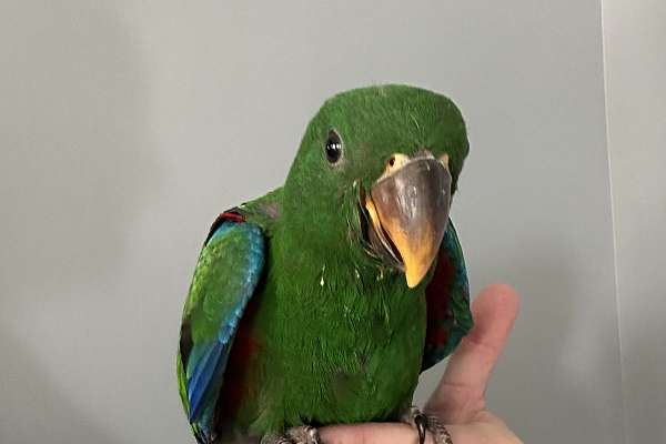 Handfed Male Eclectus Baby