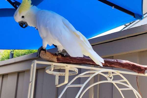 Medium Sulpher Crest Cockatoo with cages and perch. Anaheim Calif.