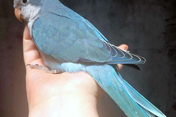 Hand fed quaker baby