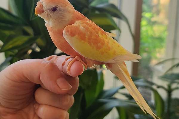 Handfed Rubino Bourke's Parakeet