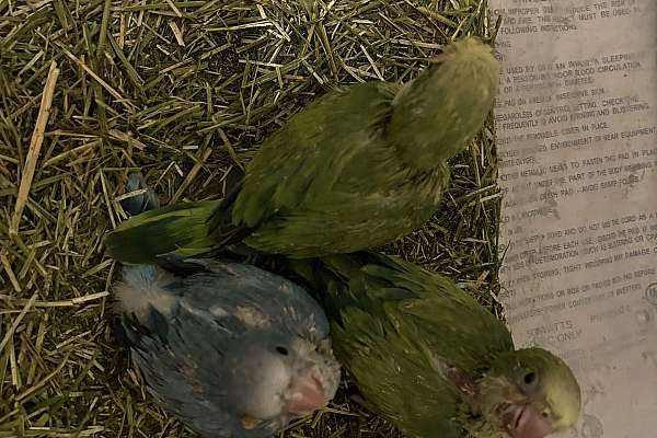 Adorable Quaker babies
