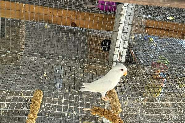 Extremely Rare Albino roseicollis & viet split ino pair