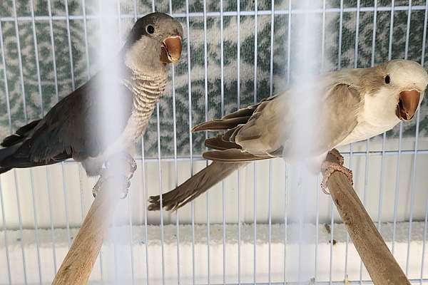 Cobalts breeding pair