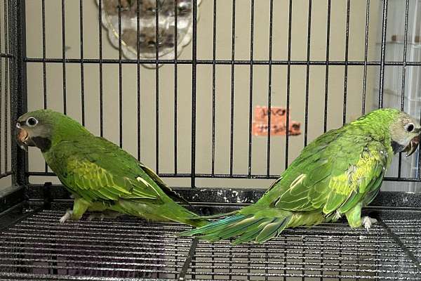 Moustache parrot pair
